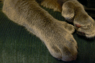 Polydactyl - Wayfaring Wanderer Boone NC Photographer
