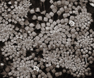 pattern Archives - Wayfaring Wanderer Boone NC Photographer